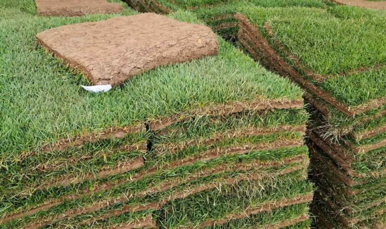 What’s The Best Grass For Utah? [From The Experts]