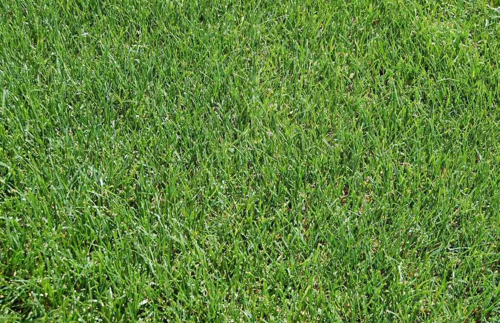 What’s The Best Grass For Utah? [From The Experts]