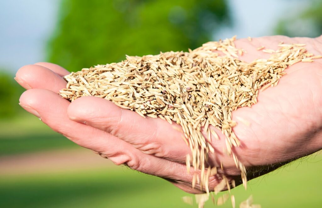 What’s the Best Grass Seed for Utah Lawns?